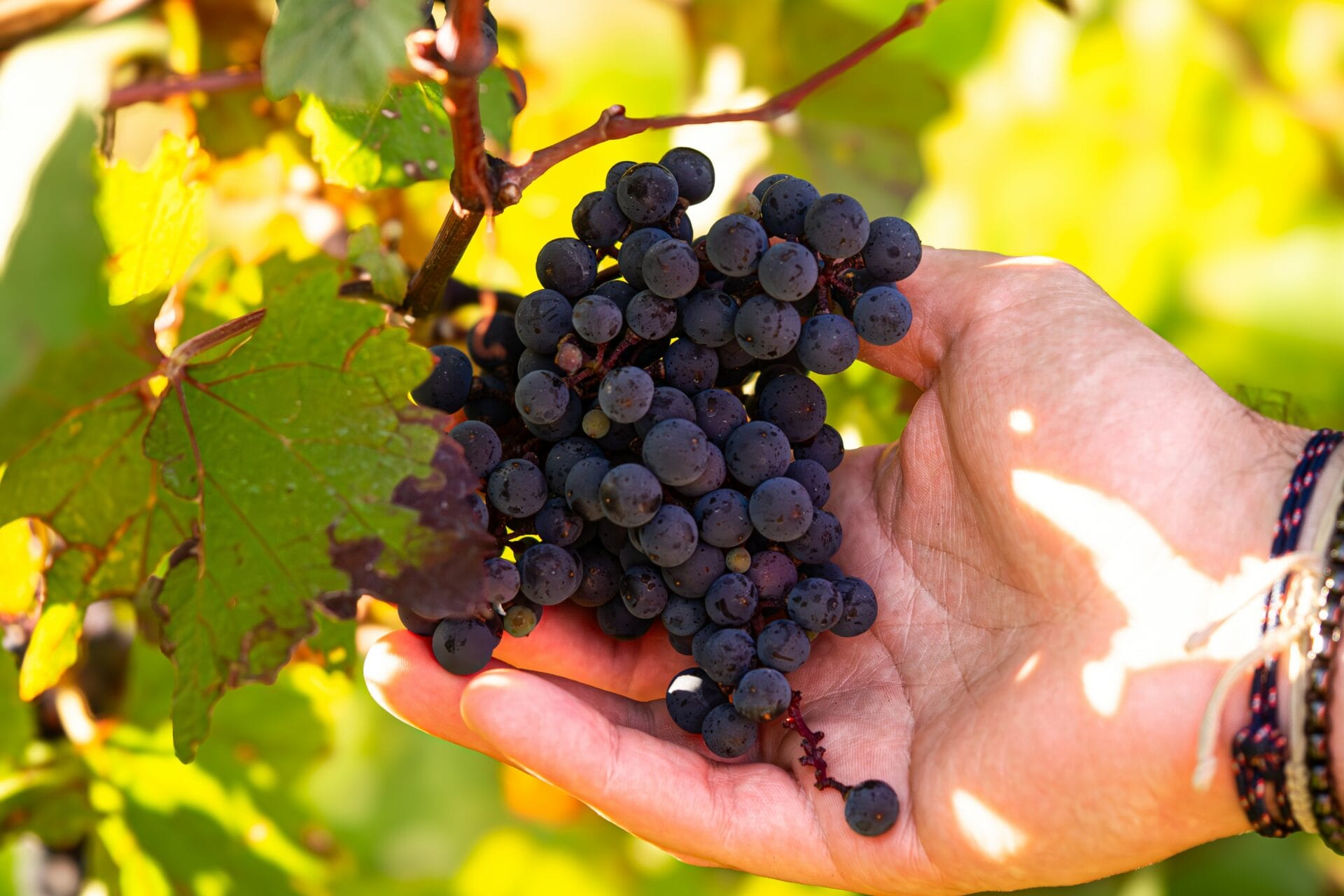 Hur länge håller vitt vin – öppnad eller oöppnad flaska? - Bon Appetit